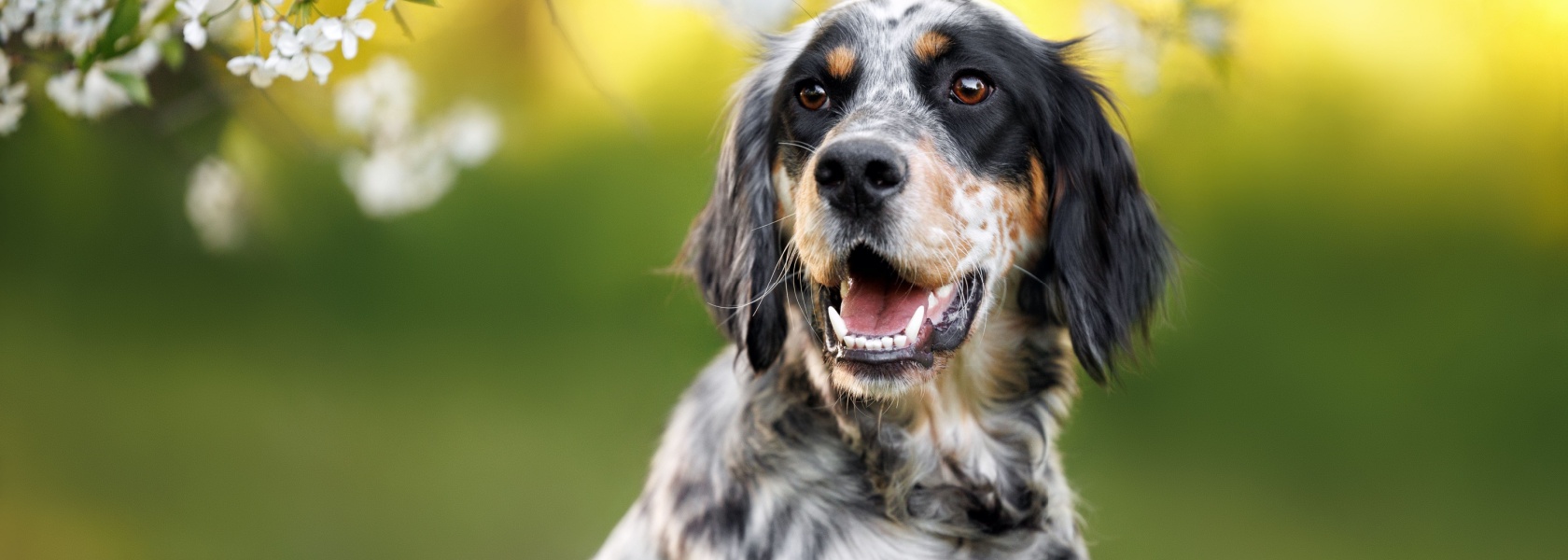 Filhotes De Setter Ingles Tricolor Filhote De Cachorro Inglês Do
