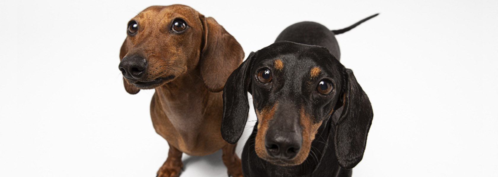 Consejos y cuidados del Teckel - Blog Guaw