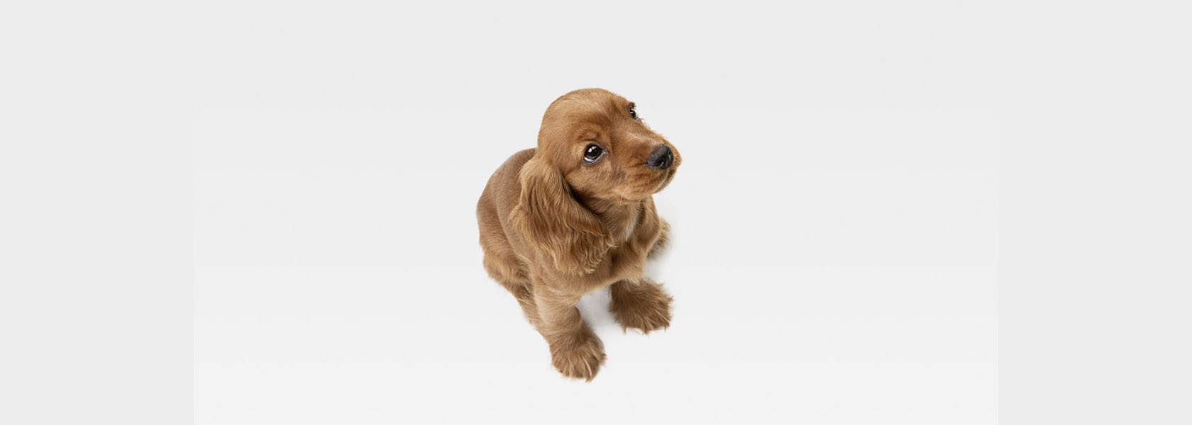 Los Cocker Spaniel Son Propensos Al Cancer