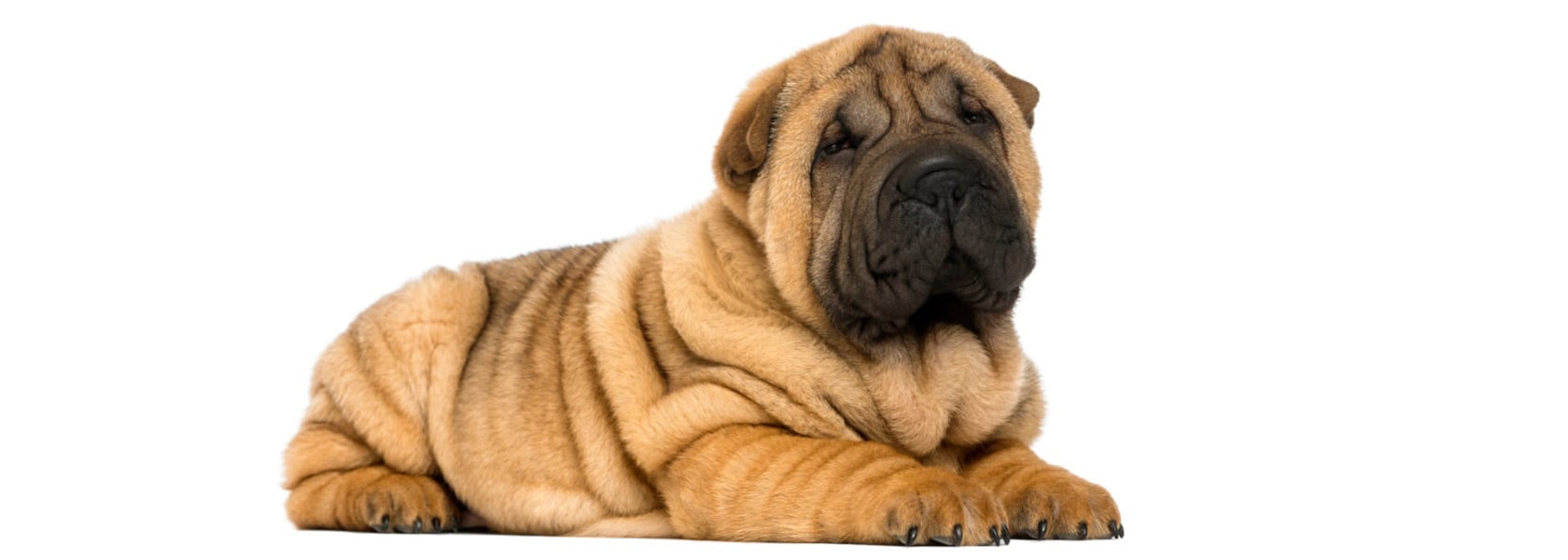 Los Shar Peis Tienen Problemas De Salud