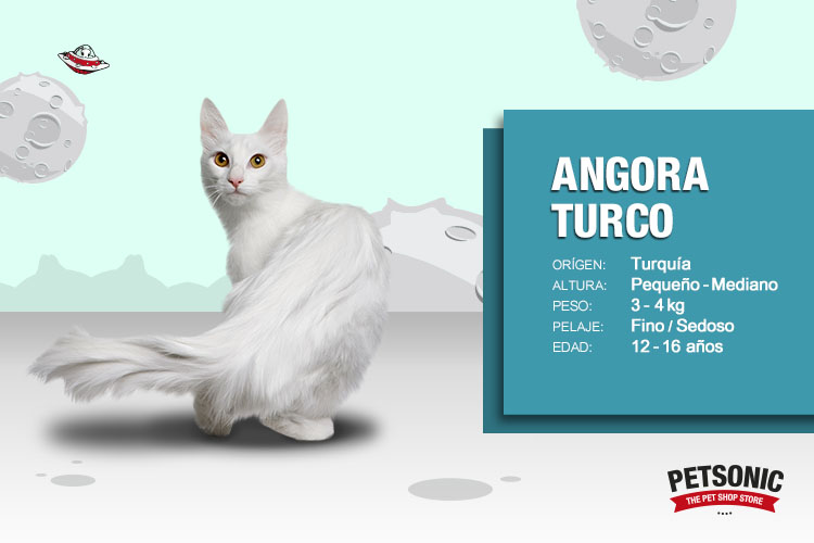 Guía completa sobre los cuidados y características del Gato Angola