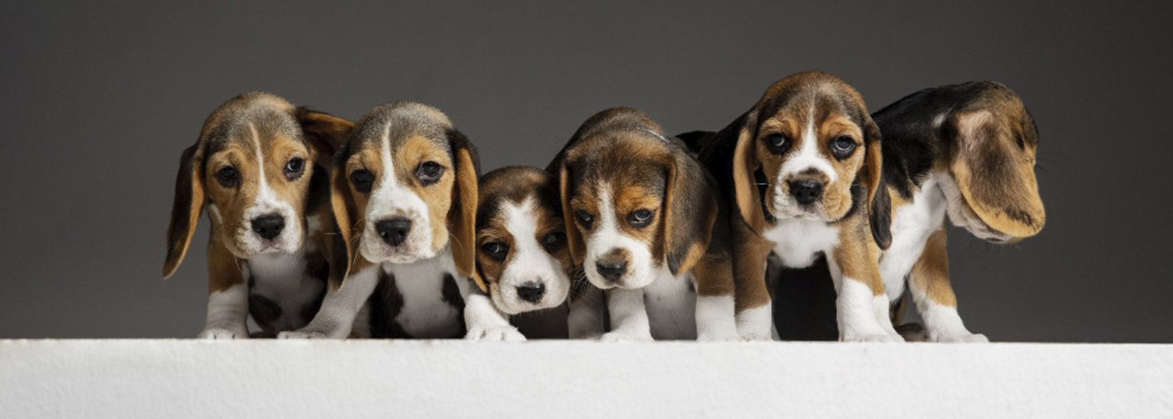 ¿Cuál es el origen de los perro? - Blog Guaw