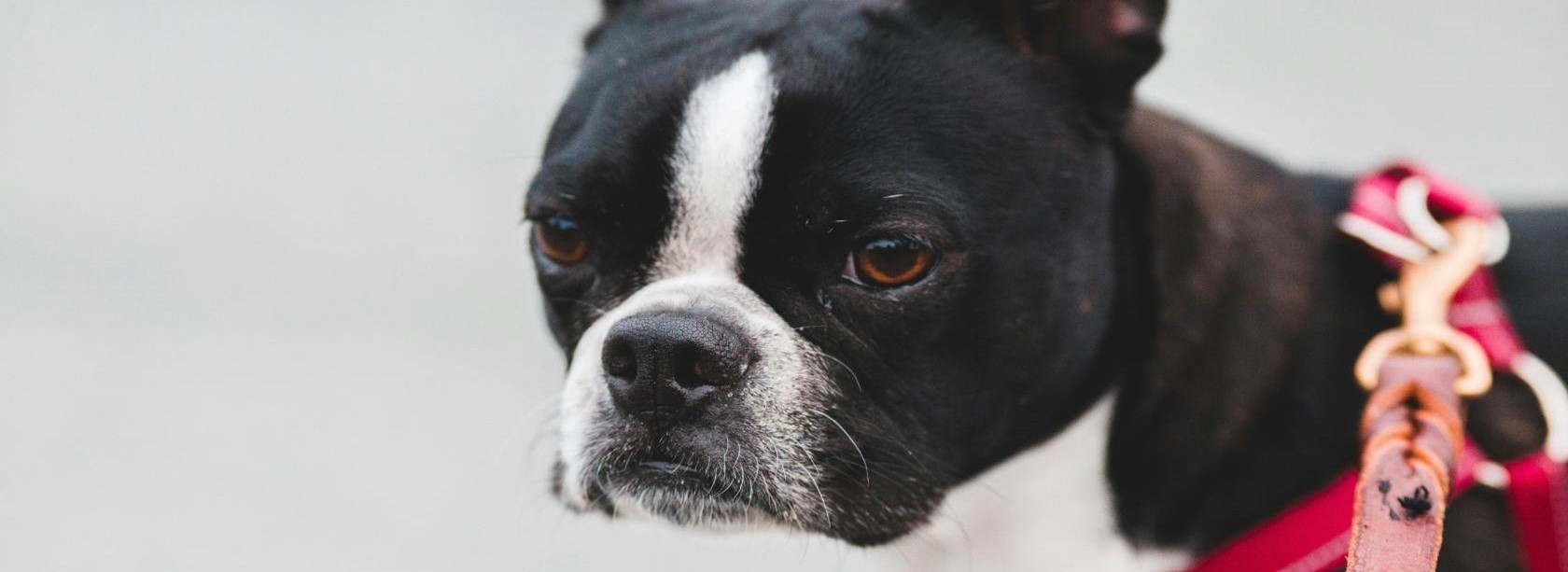 Todo sobre el Boston Terrier: Origen, carácter y curiosidades