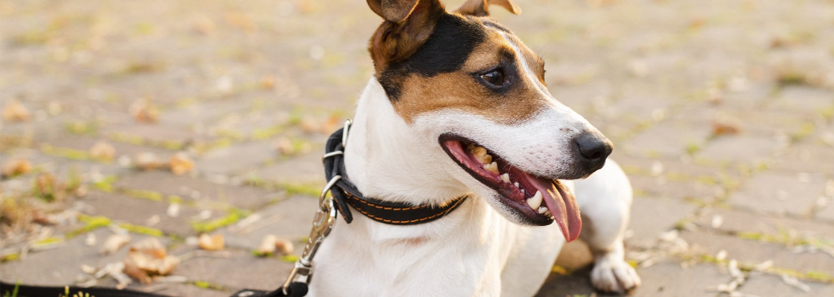 Síntomas y tratamiento de la psoriasis en perros - Blog Guaw