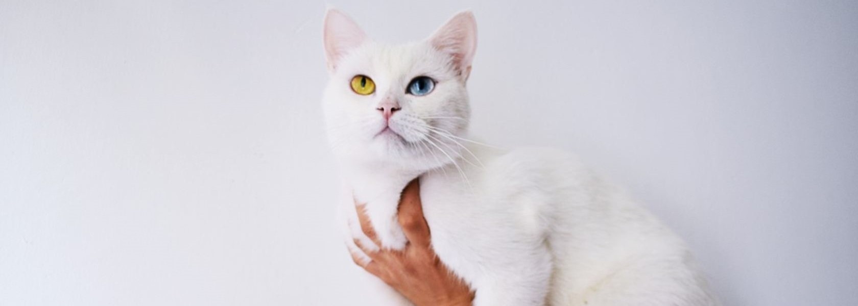 Guía completa sobre los cuidados y características del Angora Turco