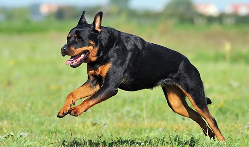 Conoce el Rottweiler: Historia, características y curiosidades
