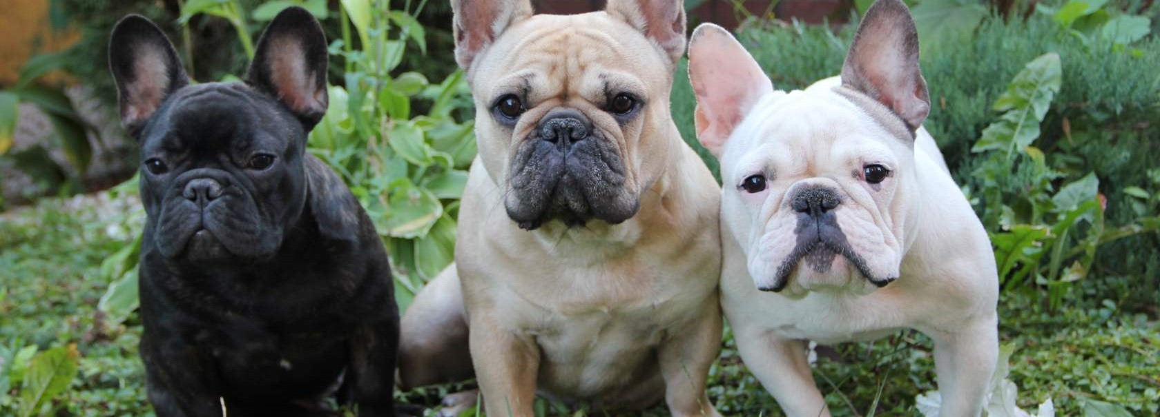 Conoce el Buldog Inglés: su historia, características y cuidados