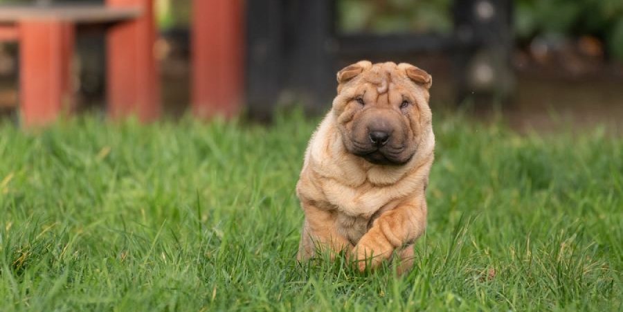 Todo sobre el Shar Pei: Historia, características y cuidados