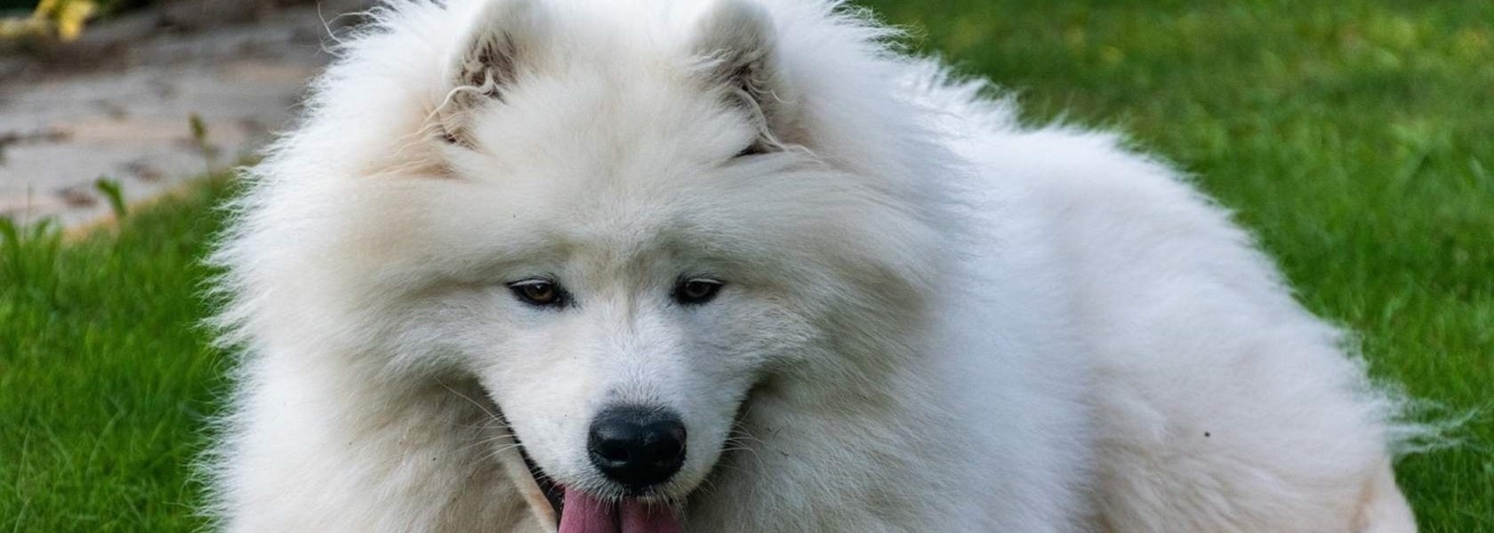 Conoce el Samoyedo: su historia, características y cuidados