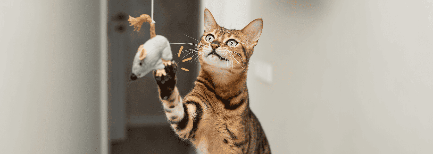 ¿Cómo jugar con un gato? ¡Descúbrelo ya!