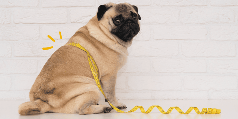 Mejor pienso para perros con sobrepeso. ¡Descúbrelo!