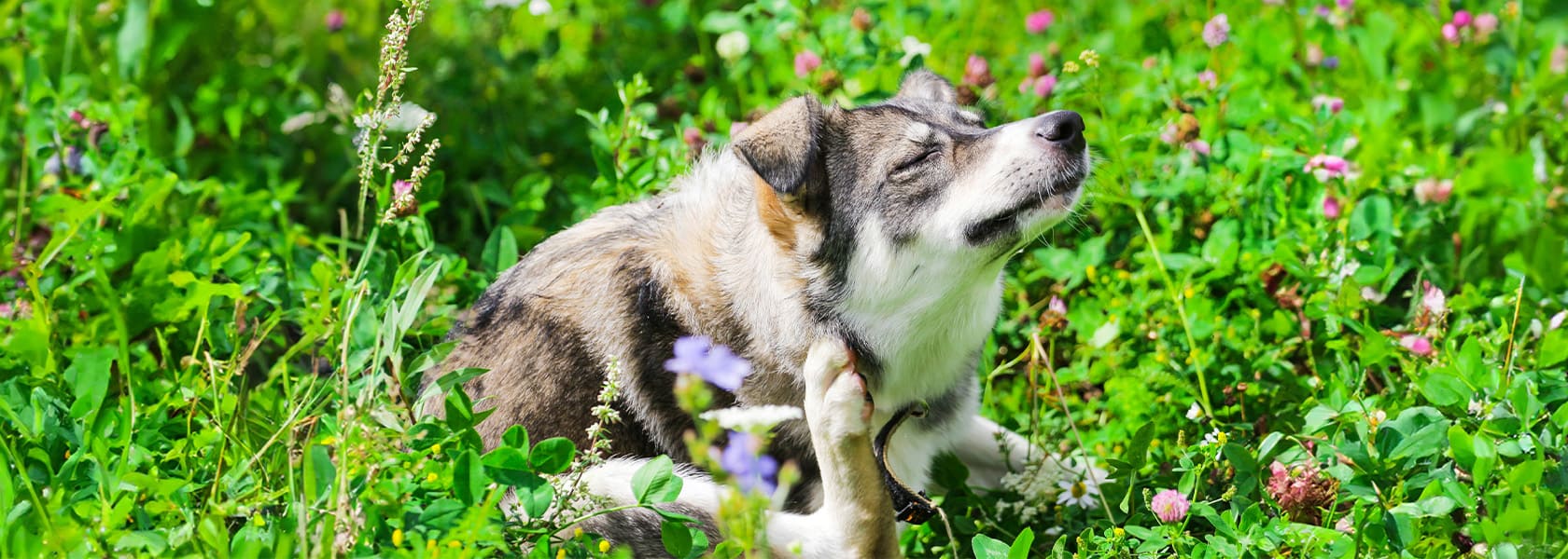 Sarna en perros: síntomas, tratamiento y prevención