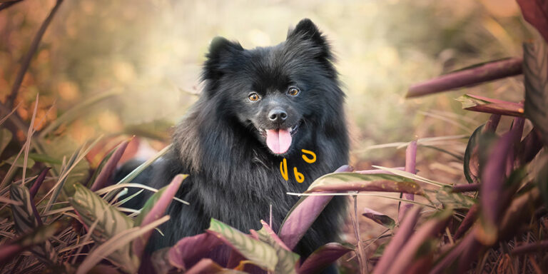 Spitz alemão médio: origem, temperamento e cuidados
